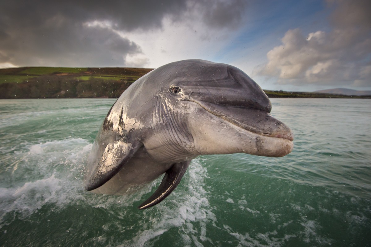 Fungie Dingle dolphin photos | George Karbus Photography