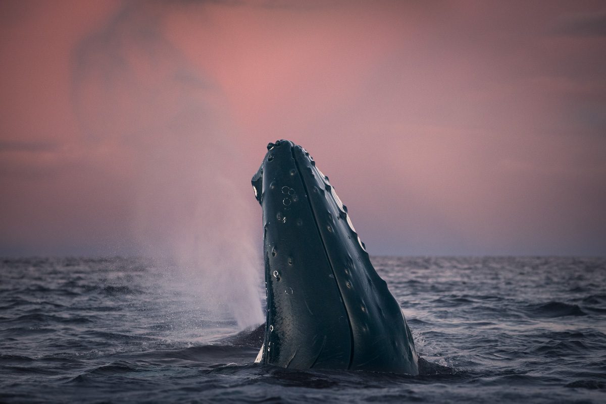 Spy Hopping Whale at sunset | George Karbus Photography